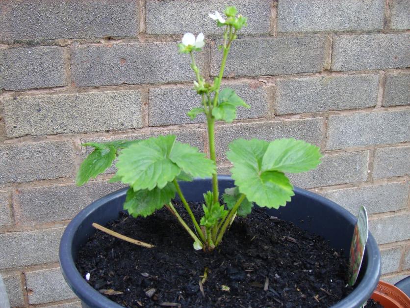 Jessies Mini Garden/Strawberries